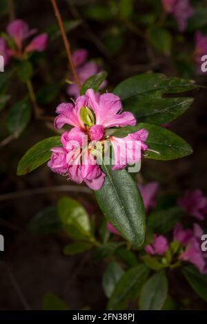Rhododendron – Olga Mezitt in bloom, close-up natural flower portrait ...