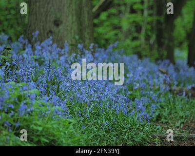 Hucking, Kent, UK. 13th May, 2021. UK Weather: bluebells in the ancient ...