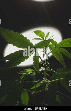 Macro close up portrait of Marijuana cannabis female flower plant Stock ...