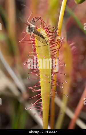 A close up photo of a wild sundew (Drosera sp.) native to Western ...