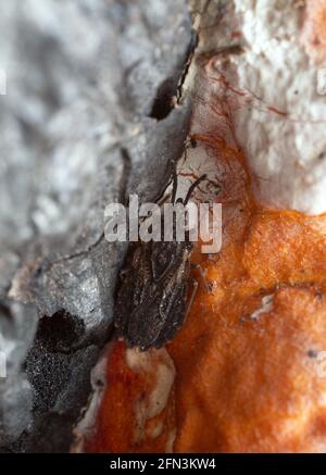 Flat bug, Aradus corticalis on pine wood Stock Photo - Alamy