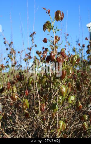 Eastern Poison Ivy Vine Stock Photo - Alamy
