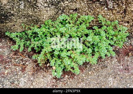 Growing Pilea Microphylla Plant Stock Photo - Alamy
