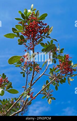 The Brazilian pepper tree, Schinus terebinthifolius, an invasive ...