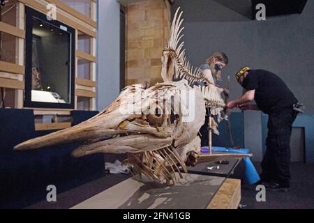 A member of staff tightens screws on a Marlin skeleton, before it goes ...