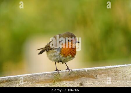 The European Robin is the national bird of the Great Britain Stock ...