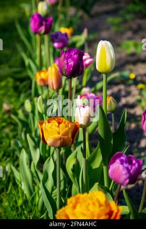 Mix of spring meadow flowers close-up Stock Photo - Alamy