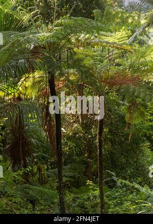 lacy tree fern, scaly tree fern, or Cooper's tree fern, Sphaeropteris ...