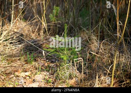 street feeder for horse with roof, spring Stock Photo - Alamy