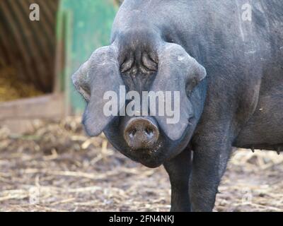A head shot of a rare breed Suffolk Black pig drinking from a trough ...