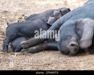A litter of rare Suffolk Black pigs Stock Photo - Alamy