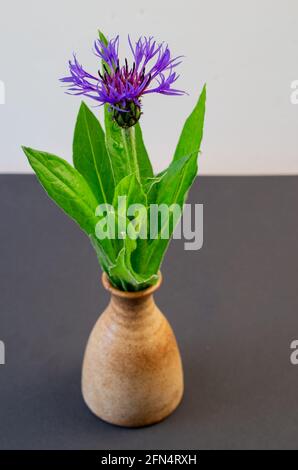 Mountain flake flower, Centaurea Montana in the vase Stock Photo - Alamy