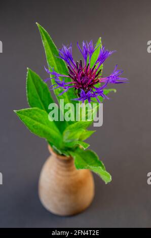 Mountain flake flower, Centaurea Montana in the vase Stock Photo - Alamy