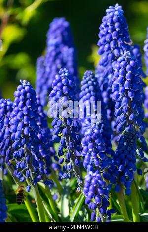 Close-up of a growing Grape Hyacinth plant , Muscari armeniacum ...