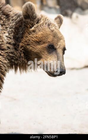 A Syrian Brown Bear at a refuge in Tehran, Iran Stock Photo - Alamy