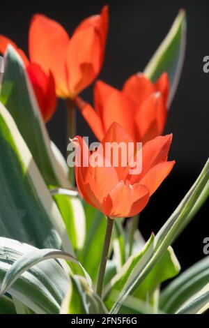 Dwarf red tulips Stock Photo - Alamy