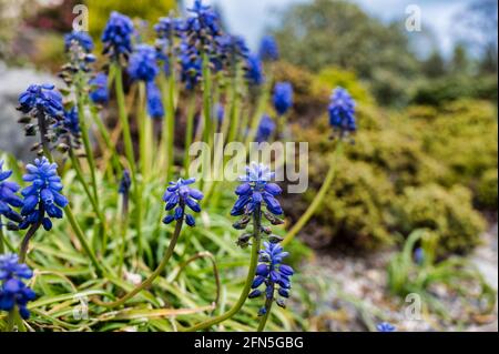 Muscari is a genus of perennial bulbous plants native to Eurasia that ...