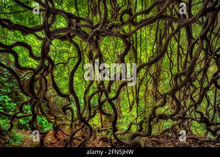 Vines of St. Thomas bean plant. Mcbride Gardens, Kauai, Hawaii Stock ...
