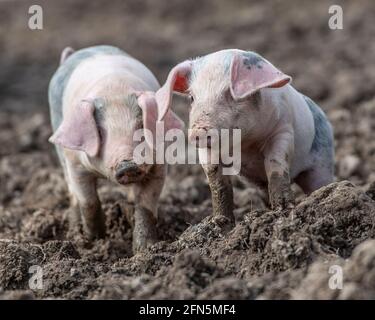 Farmer holding two small piglets in hands in modern pigpen Stock Photo ...