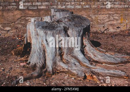 abstract tree trunk wall near open field and the forest borderline ...