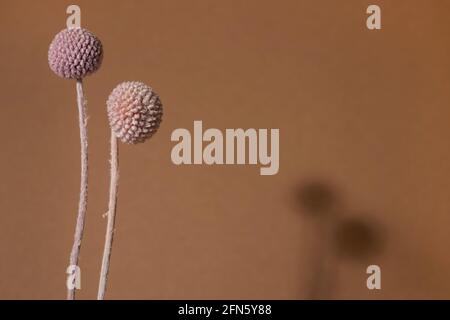 Dry pink flower Craspedia with dark shadow on a light brown background ...