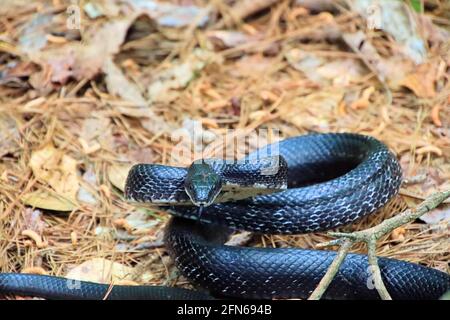 Eastern rat snake about to strike - Pantherophis allegheniensis Stock ...
