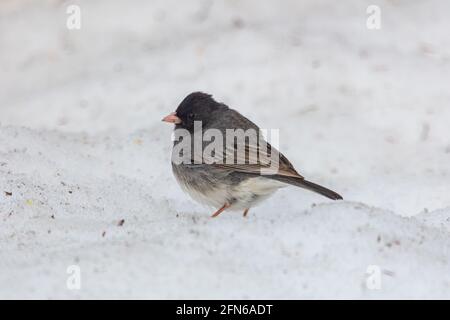 A beautiful closeup of a willow tit in the snowy forest Stock Photo - Alamy