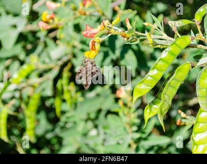 Swallowtail Butterfly On Pigeon Peas Tree Blossom Stock Photo - Alamy