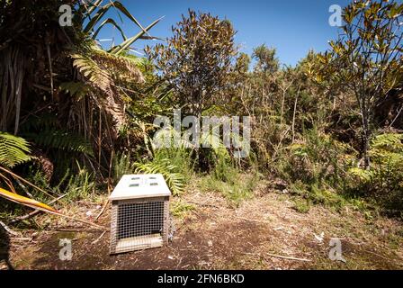 A common sight in the pristine forests of New Zealand: A trap against ...