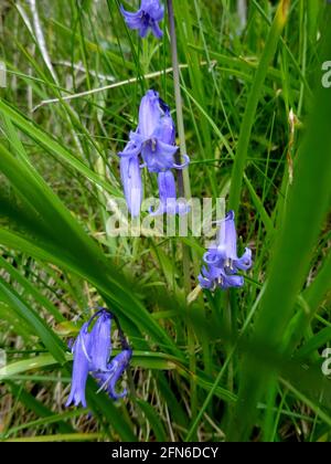 Naturalised Spanish bluebells (Hyacinthoides hispanica) in full flower ...