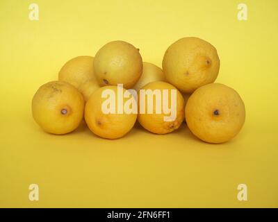 lemon fruits (scientific name Citrus limon) over yellow background ...
