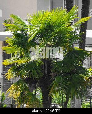 palm tree scientific classification Arecaceae Stock Photo - Alamy