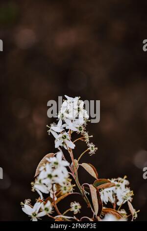 Closeup shot of the blossoms of the rock pear, Amelanchier lamarckii ...