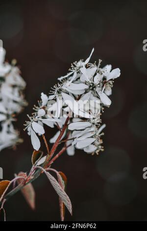 Closeup shot of the blossoms of the rock pear, Amelanchier lamarckii ...