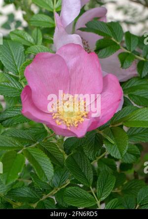 Wild rose. Pink Rosa rugosa or Dog rose closeup in September garden ...