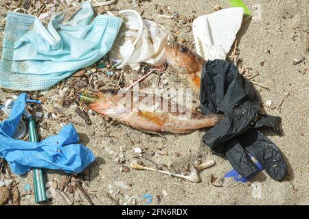 Ocean Fish dead eating alkaline discarded battery on a debris polluted ...