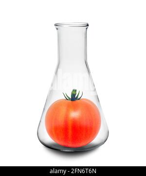 Genetically engineered tomato. Conceptual image representing the ...
