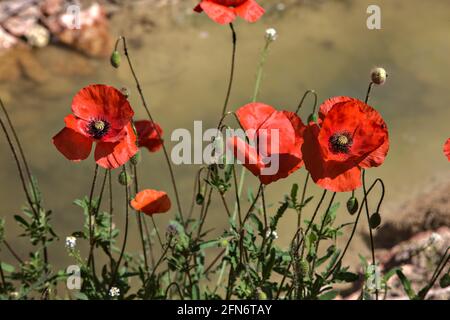 Poppies in bloom with a stream of water as backdrop Stock Photo - Alamy