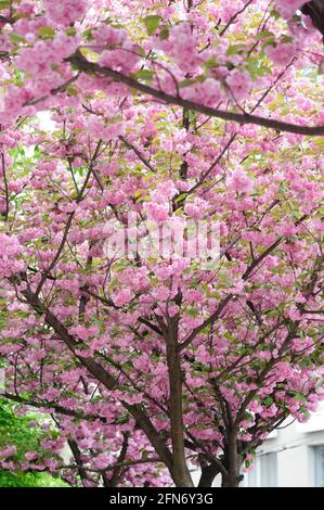 Lviv, Ukraine. 14th May, 2021. Flowers seen on Sakura trees blooming in ...