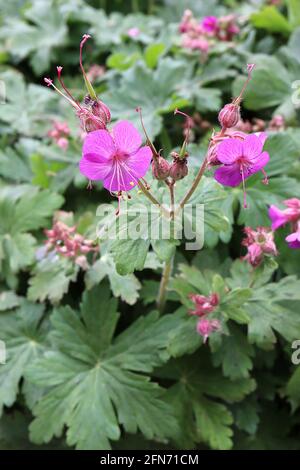 Geranium macrorrhizum ‘Czakor’ Big-root cranesbill – dark pink flowers ...