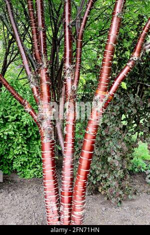 Paperbark cherry (Prunus serrula Stock Photo - Alamy