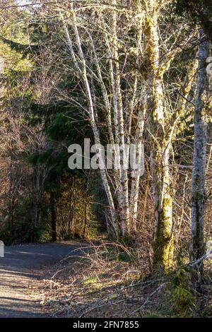 A wide path in a dense forest Stock Photo - Alamy
