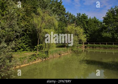 Pond in a park in the italian countryside Stock Photo - Alamy