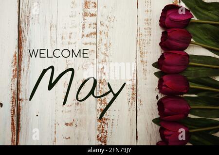 Welcome May text and tulip flower decoration on wooden background Stock ...