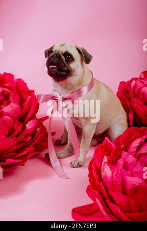 Funny Pug dog with pink banter on the pink background Stock Photo - Alamy