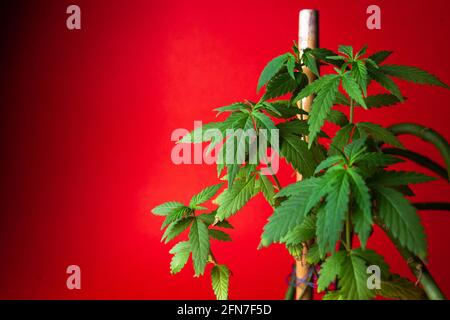 green bush medical marijuana on a red background Stock Photo - Alamy