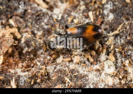 Antlike flower beetle (Anthicus antherinus Stock Photo - Alamy