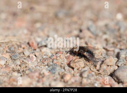 Gonia, Parasite Fly Stock Photo - Alamy