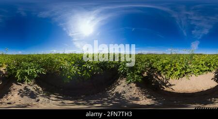 Green potato bushes planted in rows on a farm field. Agriculture summer ...
