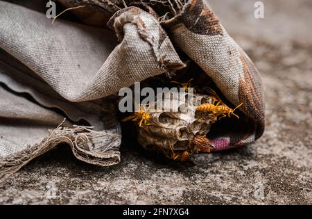 Paper Wasps are Vespid Wasps that gather fibers from dead wood and ...